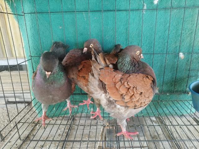 English Modena Muda - Pets for sale in Pasir Mas, Kelantan