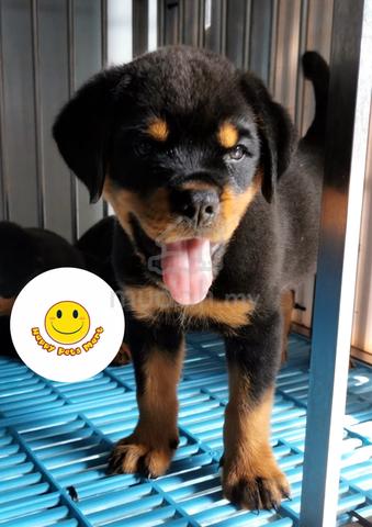 Rottweiler pure breed dog - Pets for sale in Ampang, Selangor