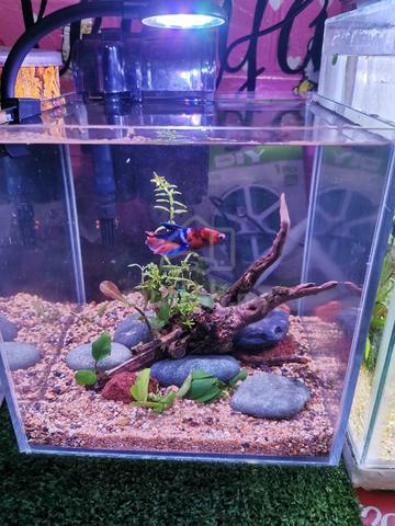 Aquarium 20cm cube cc tank - Pets for sale in Bachok, Kelantan