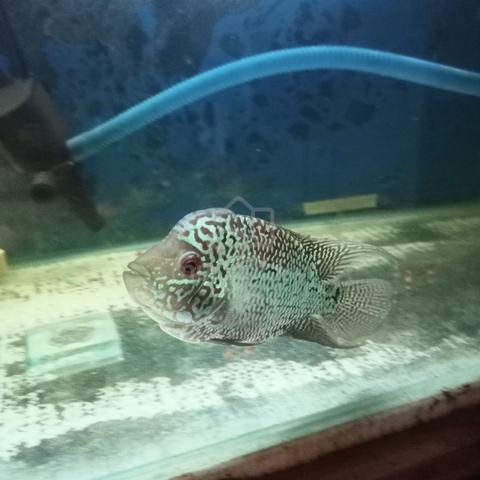 Louhan/flowerhorn F2 - Pets for sale in Arau, Perlis