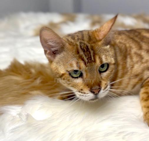 Kucing Bengal Cat Unik Pawprint - Pets for sale in Muar, Johor