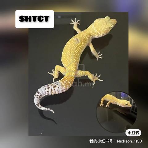 Leopard Gecko - Pets for sale in Georgetown, Penang