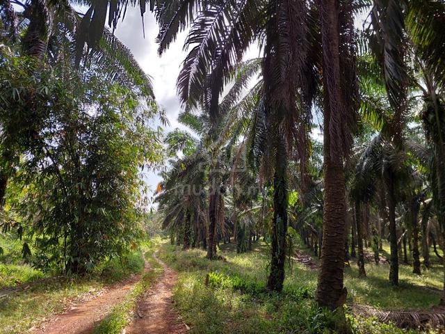 Agricultural Land for Sale, 20 Acre(s), Kota Tinggi, Johor | Mudah.my
