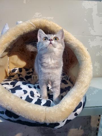 BSH British Shorthair Golden Blue - Pets for sale in Putrajaya, Putrajaya