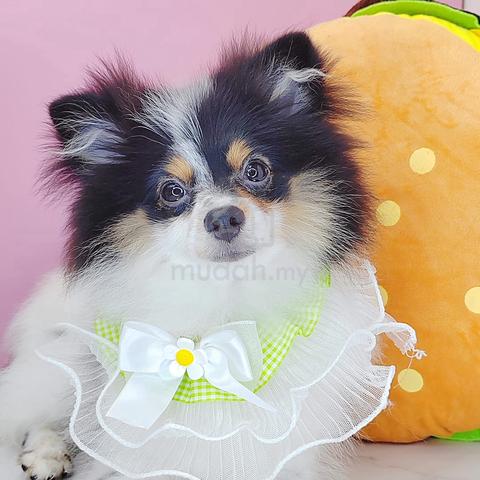 Loving Mini Size Pomeranian Puppy Dog @UA44 - Pets for sale in Puchong ...