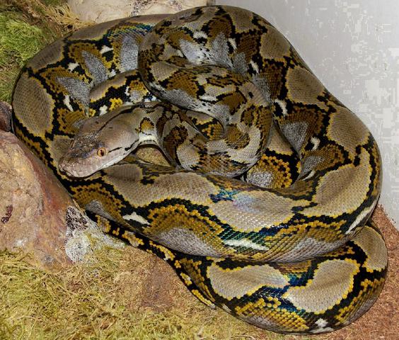 Normal Retic Adult - Pets for sale in Seri Kembangan, Selangor