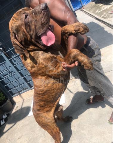 Fila - Pets for sale in Kajang, Selangor