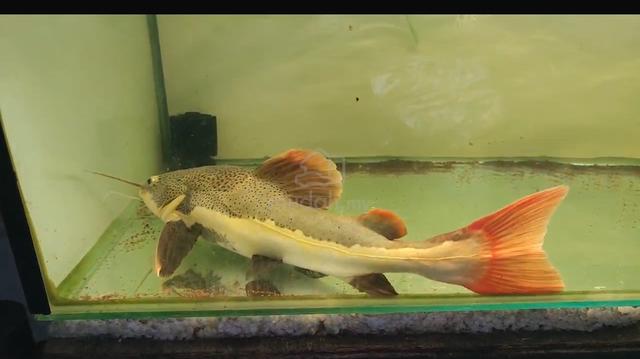 RTC fish to sell - Pets for sale in Alor Gajah, Melaka