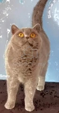 British BSH Blue Cat Kitten with CERT - Pets for sale in Kelana Jaya ...