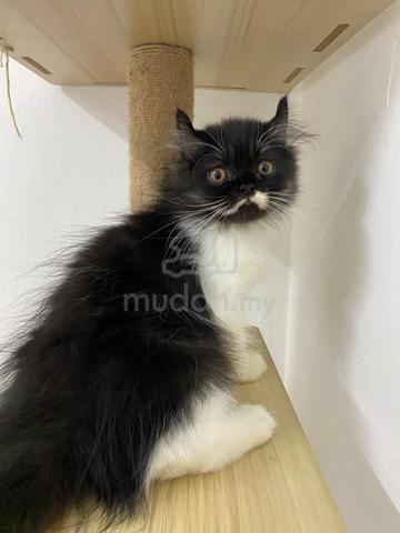 Kucing Baka American Curl + Semi Flat Persian - Pets for sale in Kangar ...