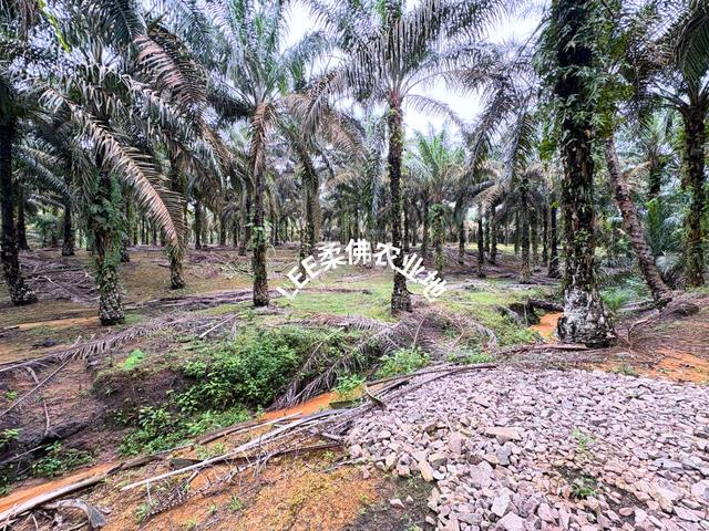 Agricultural Land for Sale, 7.7 Acre(s), Paloh, Johor | Mudah.my