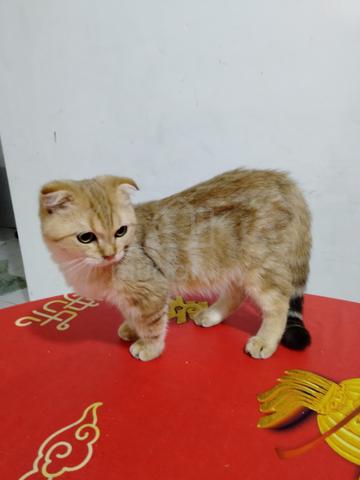 Golden fold female - Pets for sale in Kuching, Sarawak