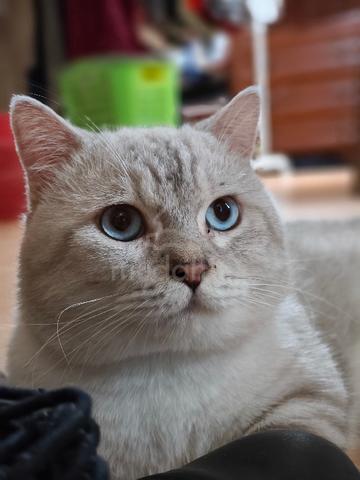 bsh munchkin - Pets for sale in Miri, Sarawak