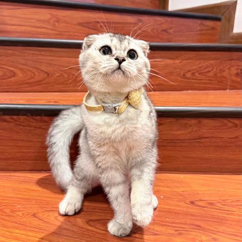 Silver Shaded Scottish Fold x British Short Hair - Pets for sale in ...
