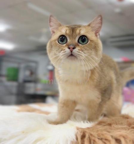 Kucing British Short Hair Golden Cat BSH Golden - Pets for sale in Muar ...
