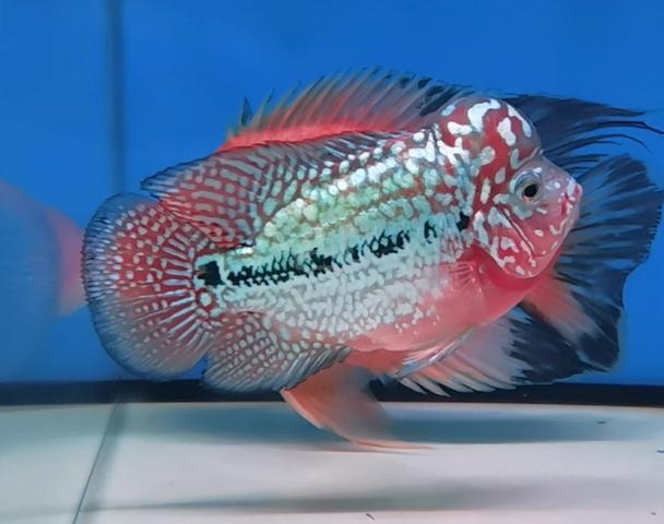 Kamfa F1 Flowerhorn Flower Horn - Pets for sale in Bandar Bukit Tinggi ...