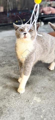 Bsh- Bicolor - Pets for sale in Gombak, Selangor