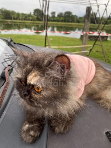 Scottish & Persian Flat face - Pets for sale in Chemor, Perak