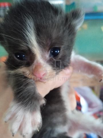 Anak Kucing DLH - Pets for sale in Kulai, Johor