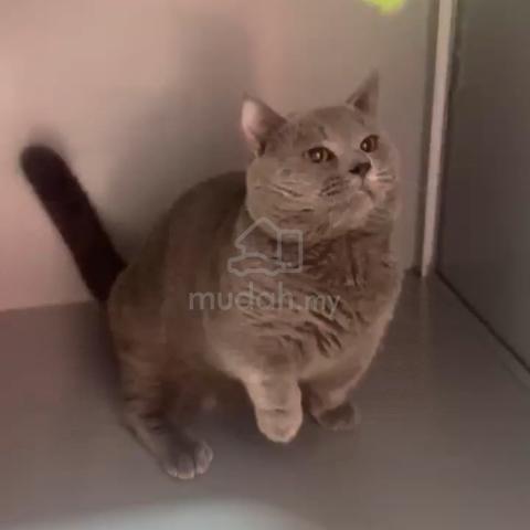 Mating Munchkin BSH Kaki Pendek - Pets for sale in Damansara, Kuala Lumpur