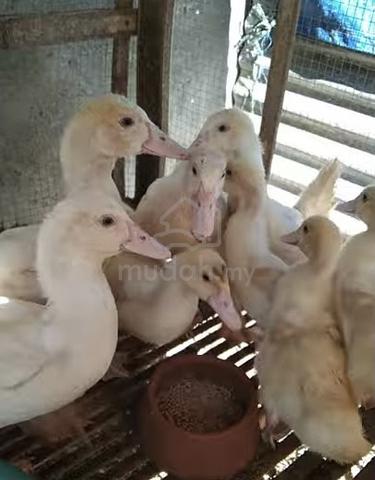 Muscovy ducklings Anak Itik Serati patu - Pets for sale in Kota ...