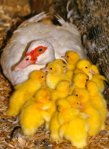 Muscovy ducklings Anak Itik Serati patu - Pets for sale in Kota ...