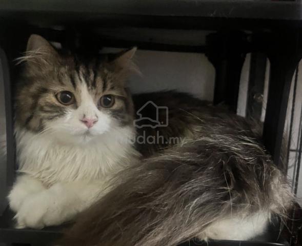 PERSIAN BSH - Pets for sale in Kajang, Selangor