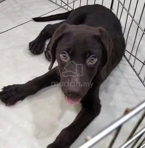Labrador chocolate mka and microchip - Pets for sale in Puchong, Selangor