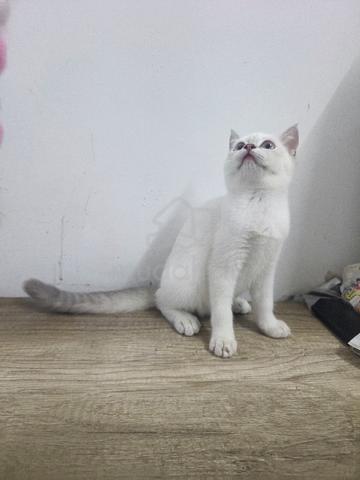 BSH blue point female - Pets for sale in Johor Bahru, Johor