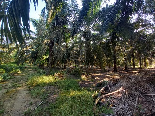 Agricultural Land for Sale, 6.03 Acre(s), Chaah, Johor | Mudah.my