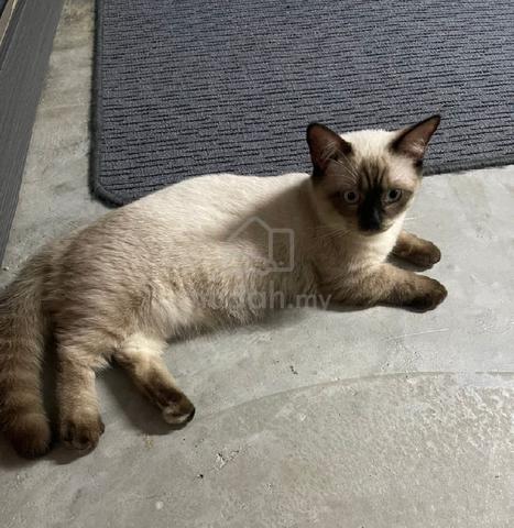 munchkin male - Pets for sale in Ulu Tiram, Johor