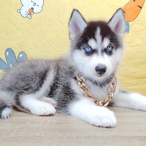Small Pomsky Puppy Dog Pet Pom x Husky *YM157 - Pets for sale in ...