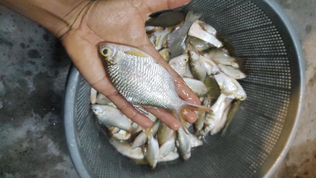 ikan darat segar - Food for sale in Kota Bharu, Kelantan