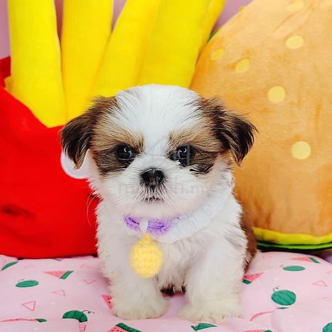 Gorgeous Cute Shih Tzu Puppu Dog Pet *yu.03542 - Pets for sale in ...