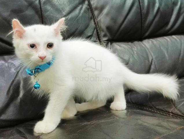 Mencari Tuan Baru - Pets for sale in Duyong, Melaka