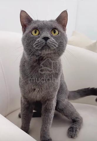KUCING BSH ~ Blue - Pets for sale in Semenyih, Selangor