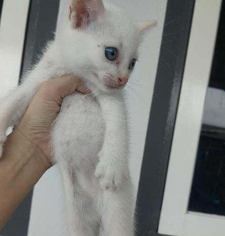 Anak kucing Angora White kitten 💙Blue eyes MixDS - Pets for sale in ...