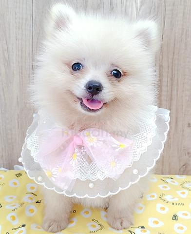 Super Small Tiny Mini Pomeranian Puppy Dog *MJ165 - Pets for sale in ...