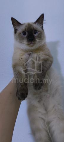 Kucing/Kitten Balinese - Pets for sale in Tanjung Bungah, Penang