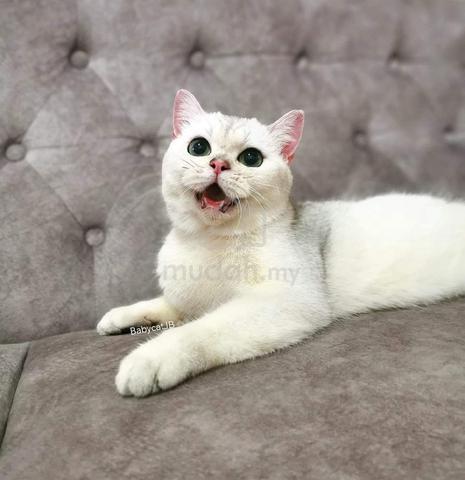 induk Female BSH Silver Shaded - Pets for sale in Johor Bahru, Johor