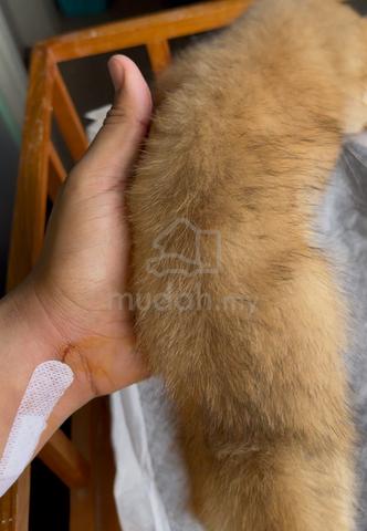 British Shorthair Golden BSH Female - Pets for sale in Puncak Alam ...
