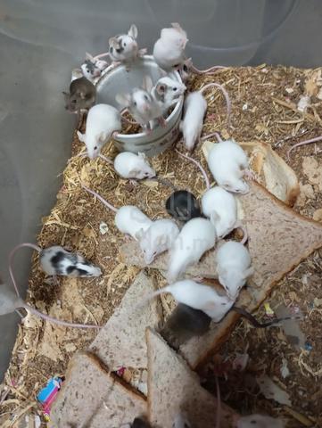 Colours Mice / Tikus - Pets for sale in Georgetown, Penang