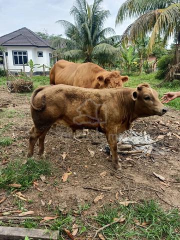 lembu sado 2 branok - Pets for sale in Kuala Terengganu, Terengganu