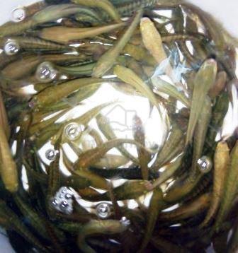 Anak Ikan Haruan, 生鱼, Snakehead Fingerlings - Pets for sale in Ampang ...