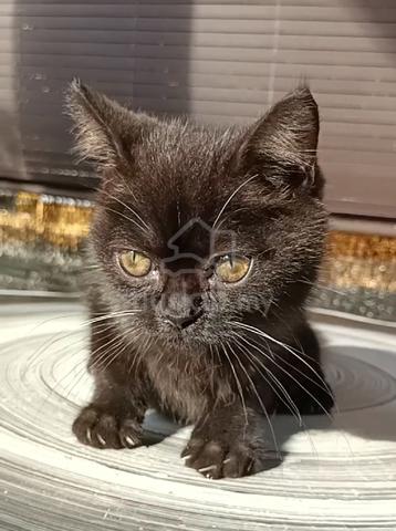 Anak Kucing DSH - Pets for sale in Duyong, Melaka