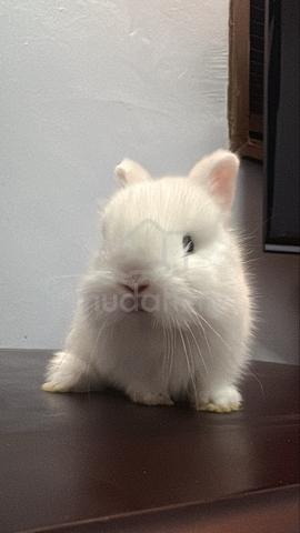 nd netherland dwarf rabbit - Pets for sale in Subang Jaya, Selangor