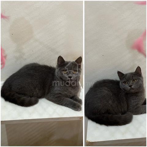 BSH british shorthair blue female 5month kitten - Pets for sale in Shah ...