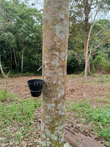 Agricultural Land for Sale, 2 Acre(s), Gerik, Perak | Mudah.my