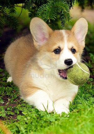 Z16 brave corgi puppy dog - Pets for sale in Puchong, Kuala Lumpur