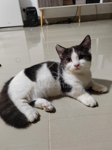 munchkin bsh supershort - Pets for sale in Selayang, Selangor
